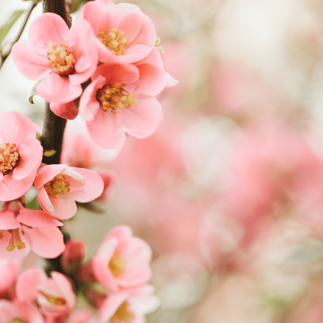 Spring Forward Into Hormone Health – Strength & Grace Fitness
